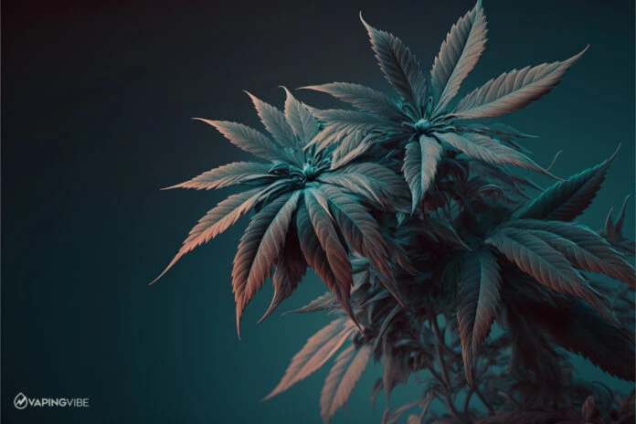 What Is HHC? What Are Its Benefits & Is It Safe?